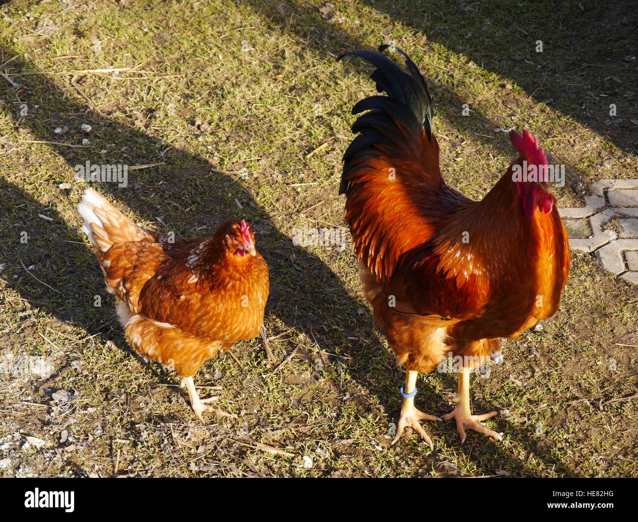 hen farm free range Stock Photo - Alamy