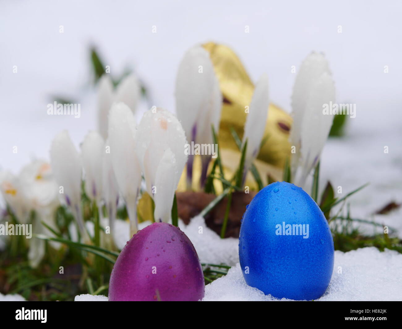 easter eggs laying snow flowers Stock Photo - Alamy
