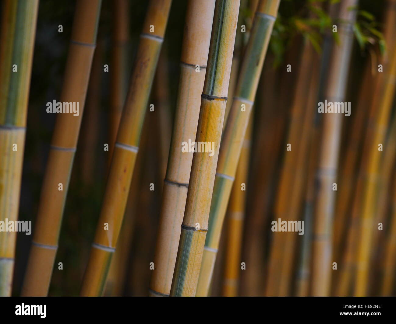 Shadow bamboo floor bamboo material hi-res stock photography and images ...
