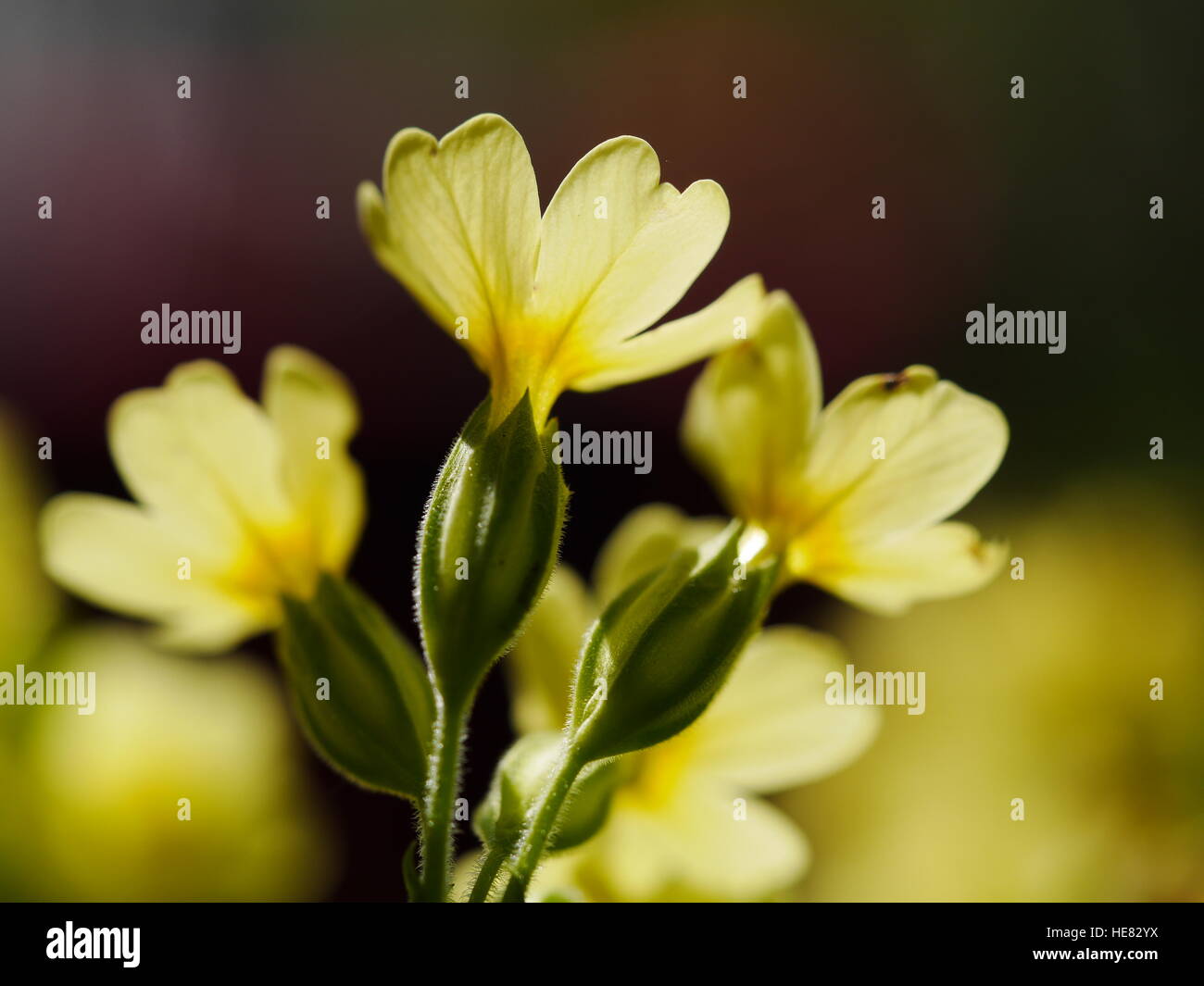 Yellow nature hi-res stock photography and images - Alamy