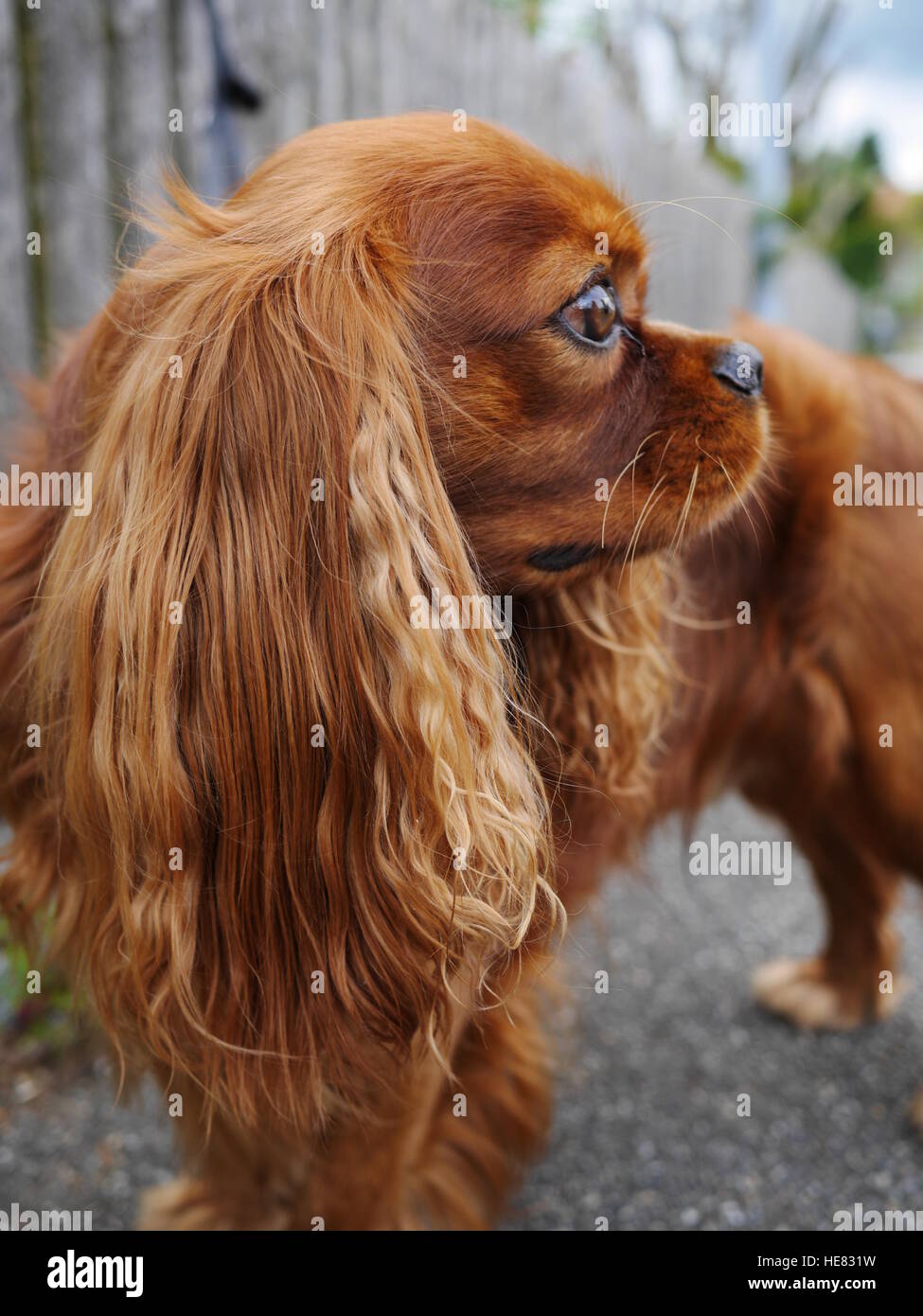 Dog with brown fur hi-res stock photography and images - Alamy
