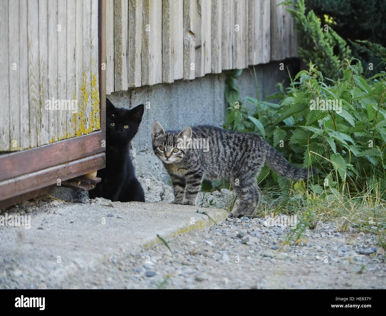 Curious cute funny cat Stock Photo - Alamy