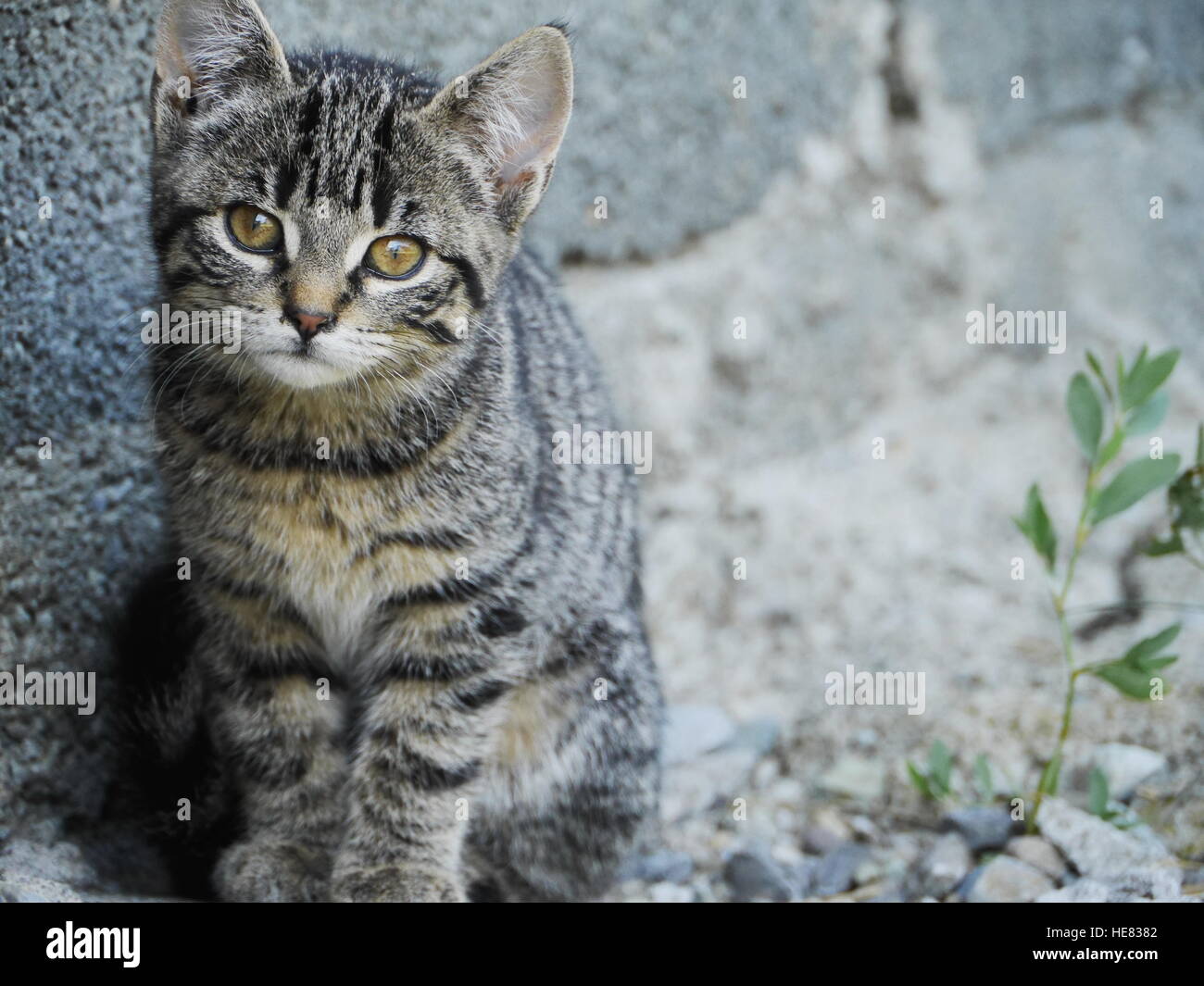 Curious cute funny cat Stock Photo - Alamy