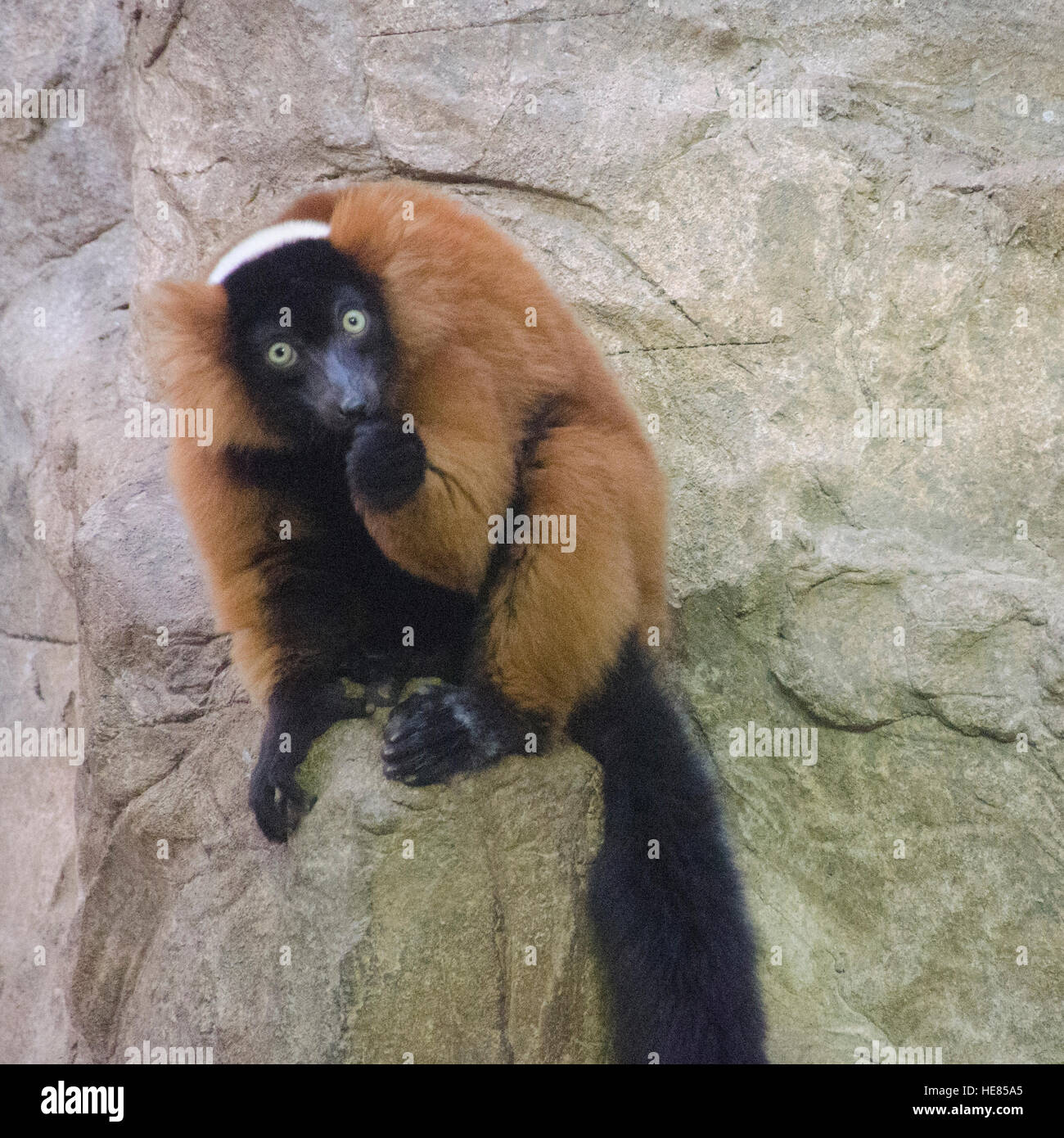 Red ruffed lemurs at the National Zoo in Washington DC Stock Photo - Alamy