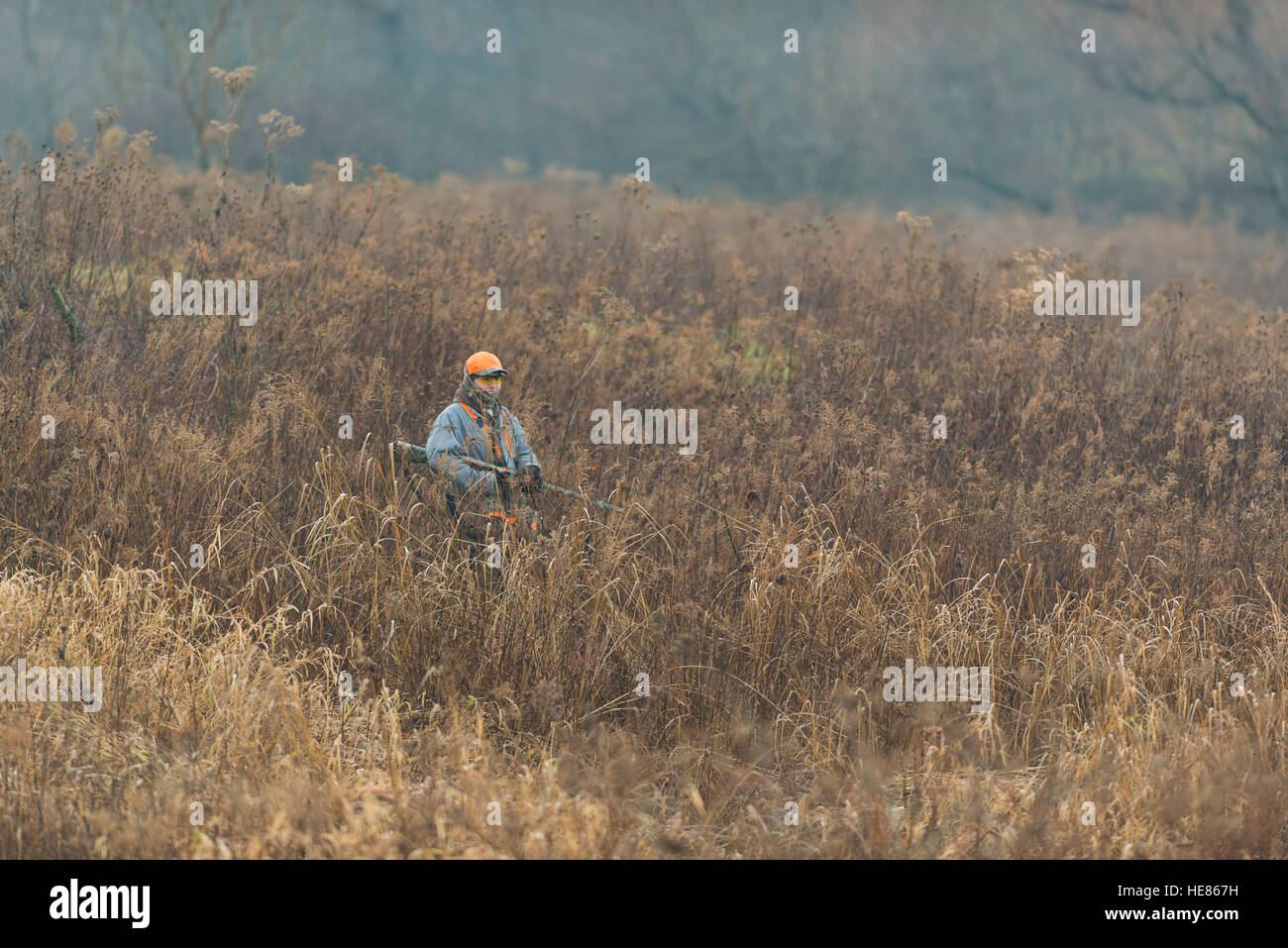 A young Pheasant hunter Stock Photo - Alamy
