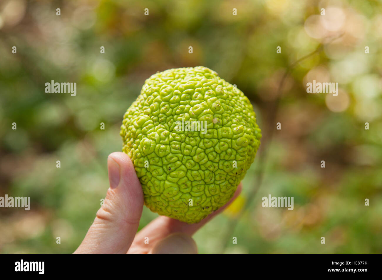 Osage apple seed pod hi-res stock photography and images - Alamy