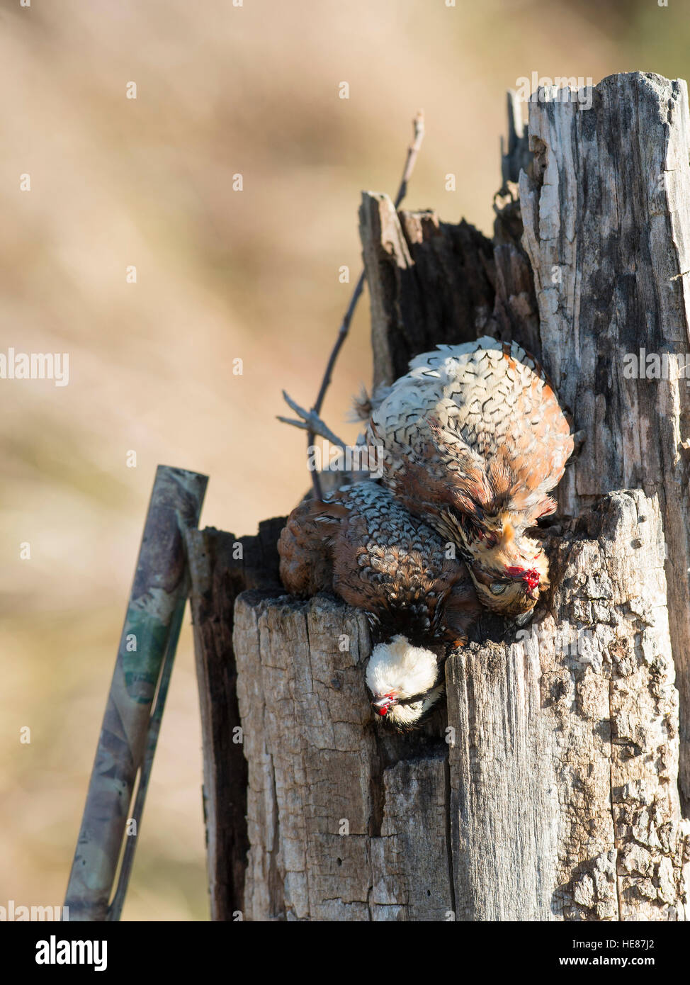 Bobwhite Quail hunting Stock Photo - Alamy