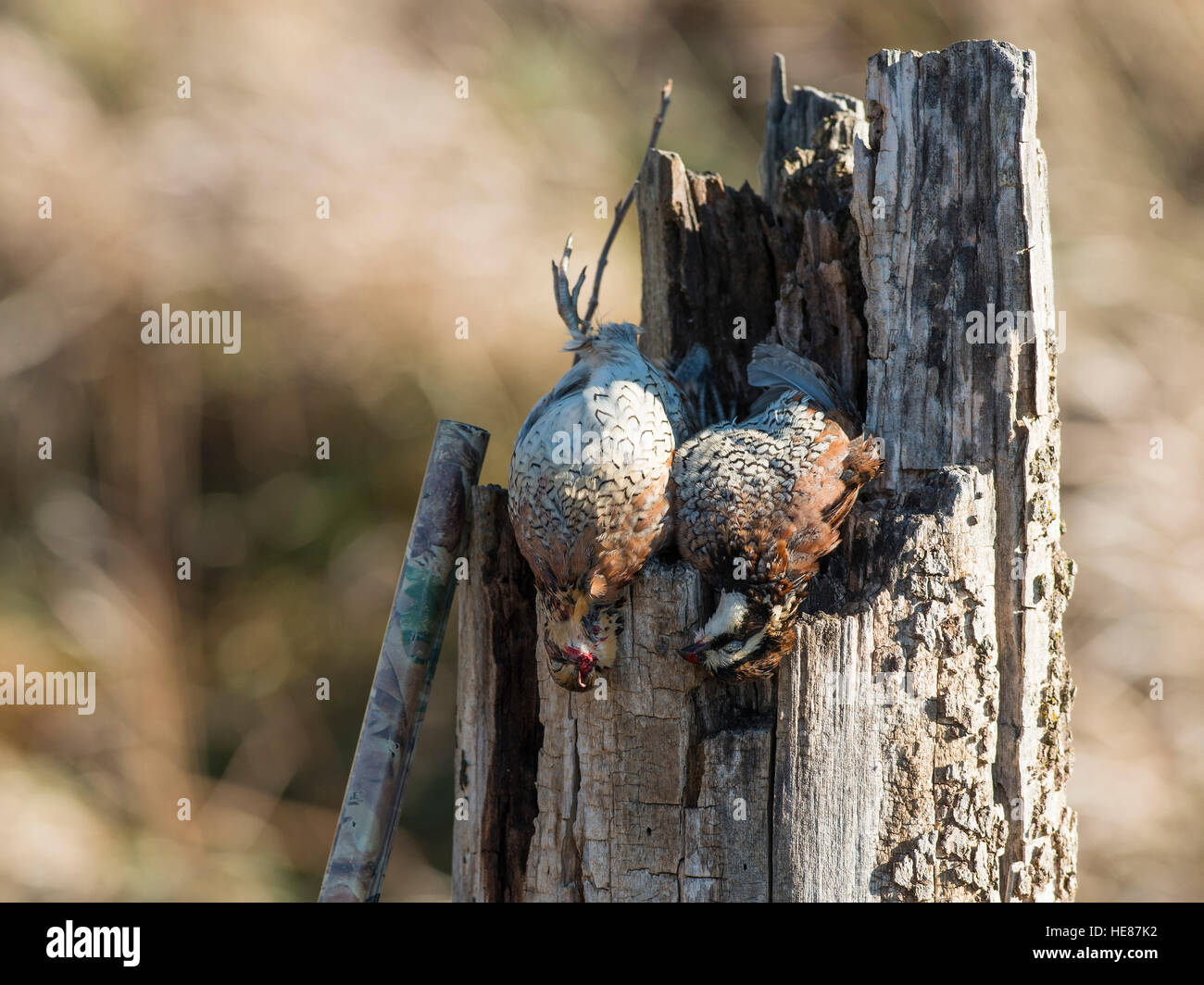 Bobwhite Quail hunting Stock Photo - Alamy