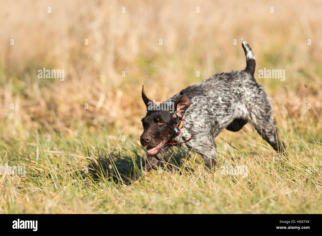 A drahthaar hunting dog Stock Photo - Alamy