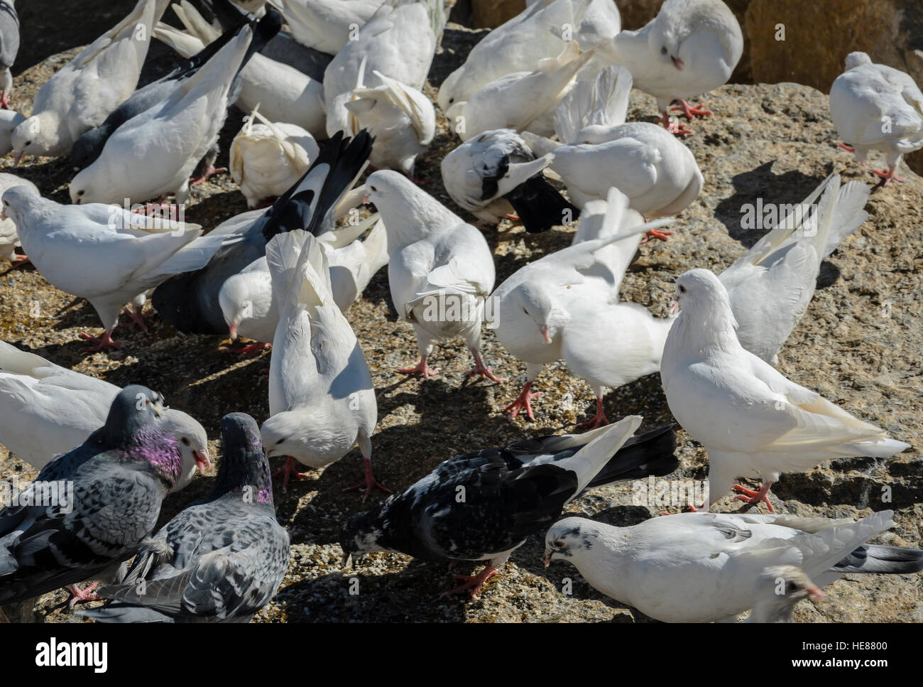 A pigeons view closed to the port of Alicante city, Spain Stock Photo ...