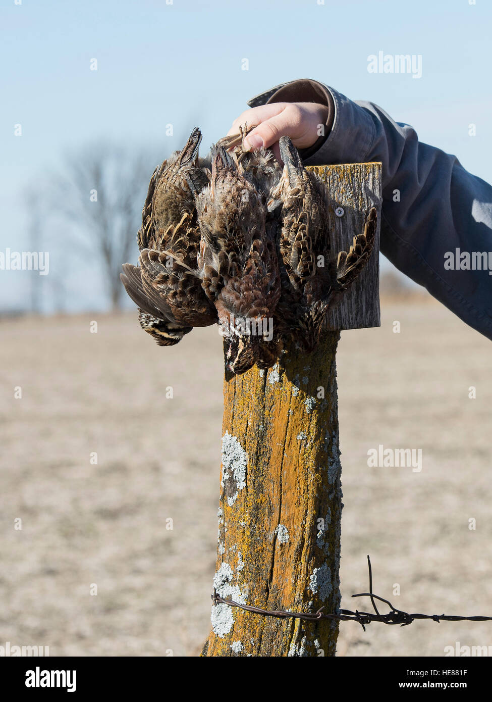 Bobwhite Quail hunting Stock Photo - Alamy