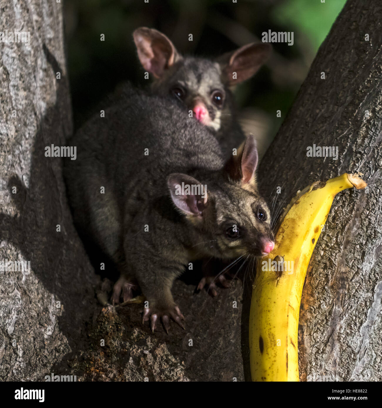Common opossum hi-res stock photography and images - Alamy