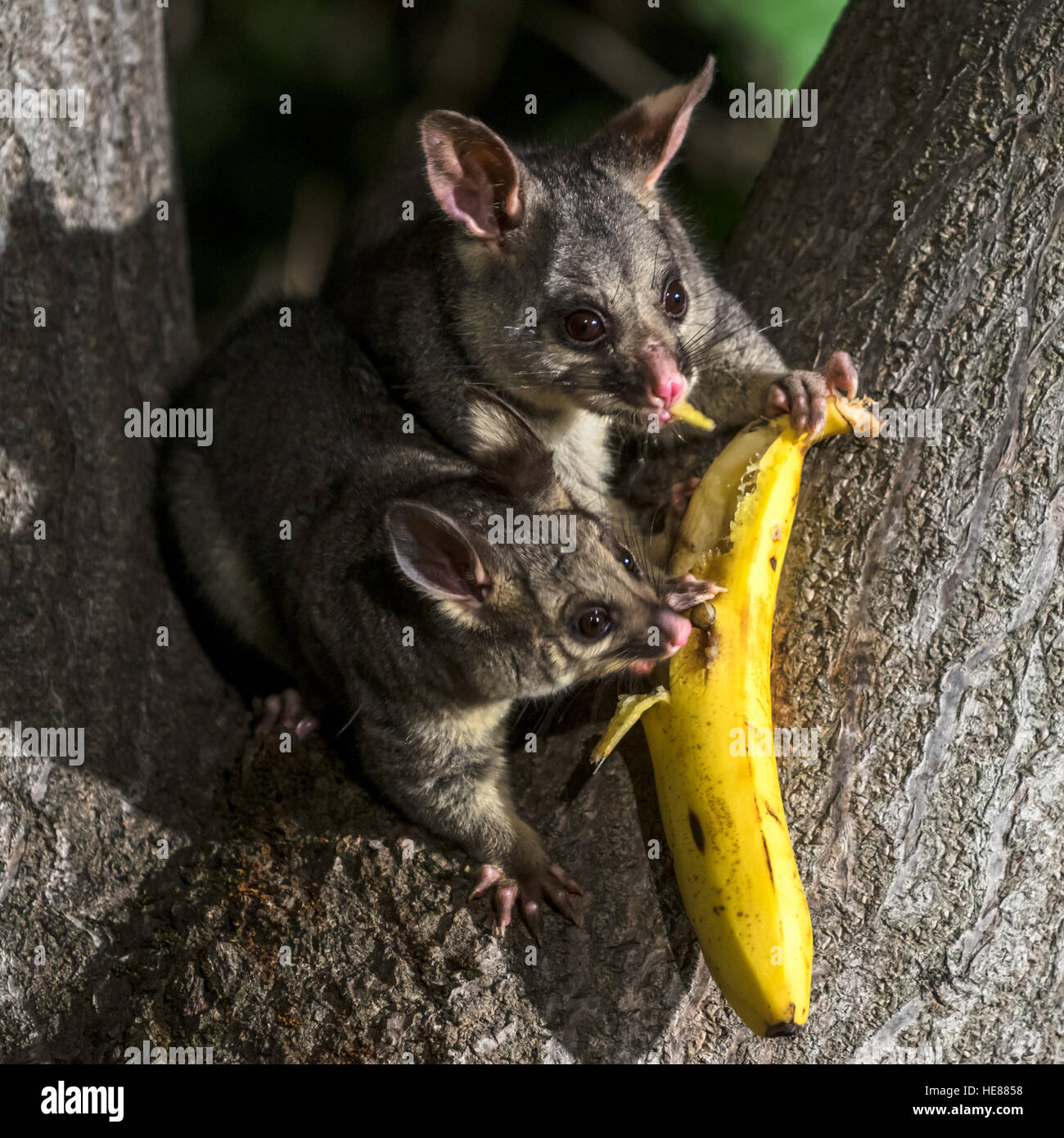 Common Brushtail Possum (Trichosurus vulpecula) adult, on tree at night ...