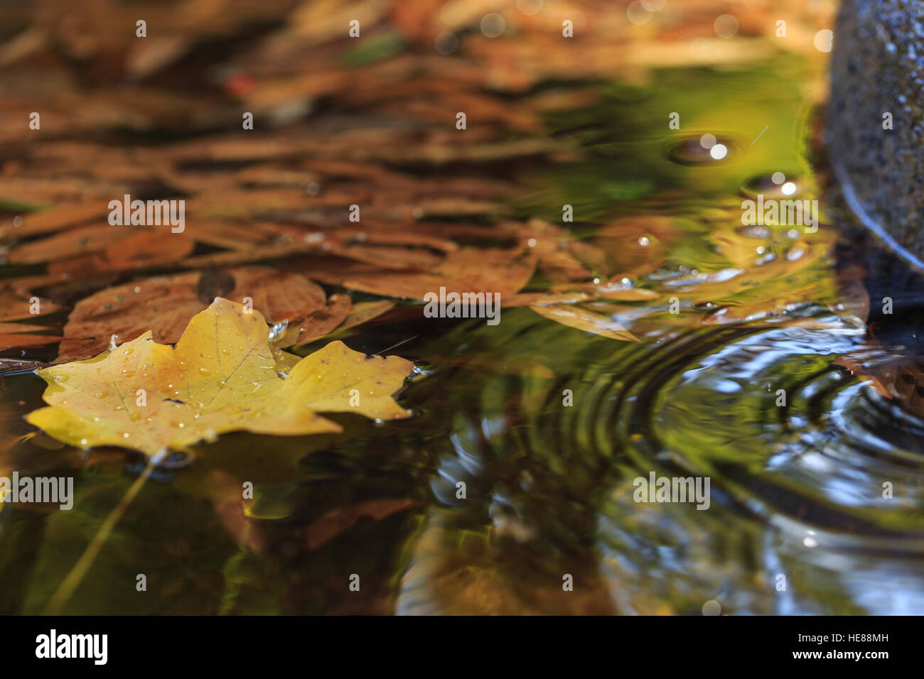 Riddles of nature hi-res stock photography and images - Alamy