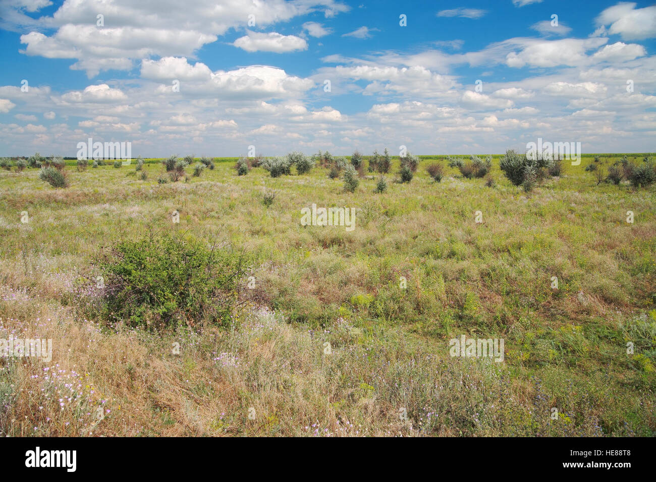 Steppe landscape, pasture, the bushes and cloudy sky Stock Photo - Alamy
