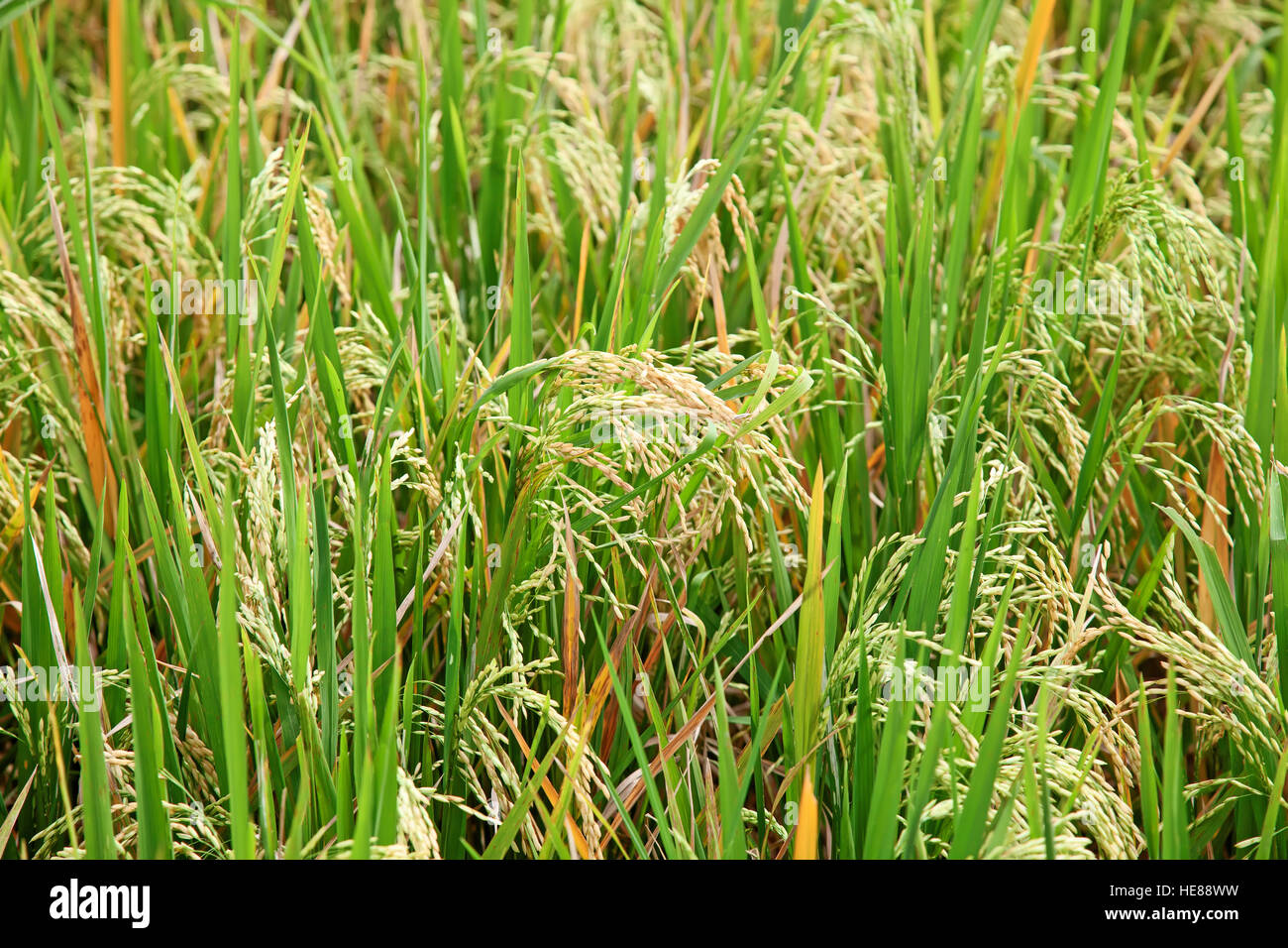 Closeup of the rice filed on Bali, Indonesia Stock Photo - Alamy