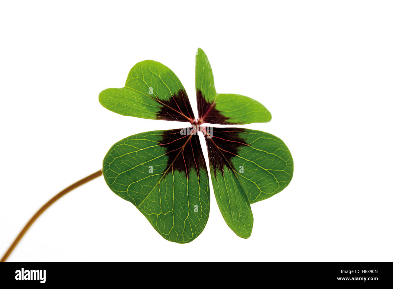 4 Leafed Clover High Resolution Stock Photography and Images - Alamy