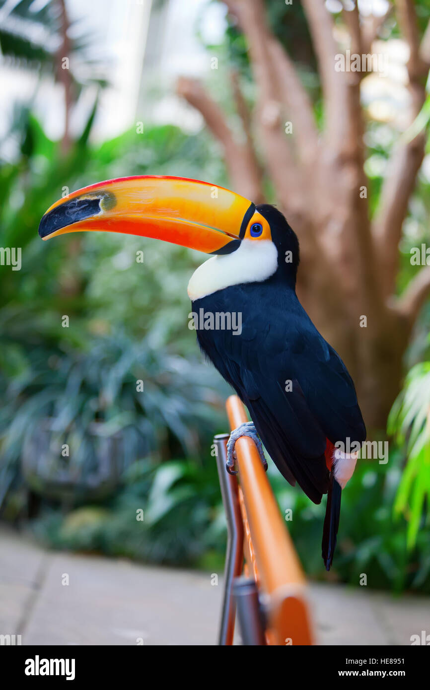 Colorful tucan in the aviary Stock Photo - Alamy