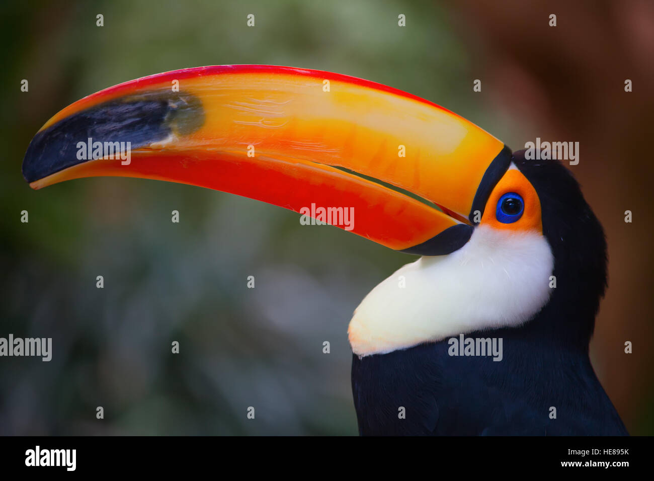 Colorful tucan in the aviary Stock Photo - Alamy