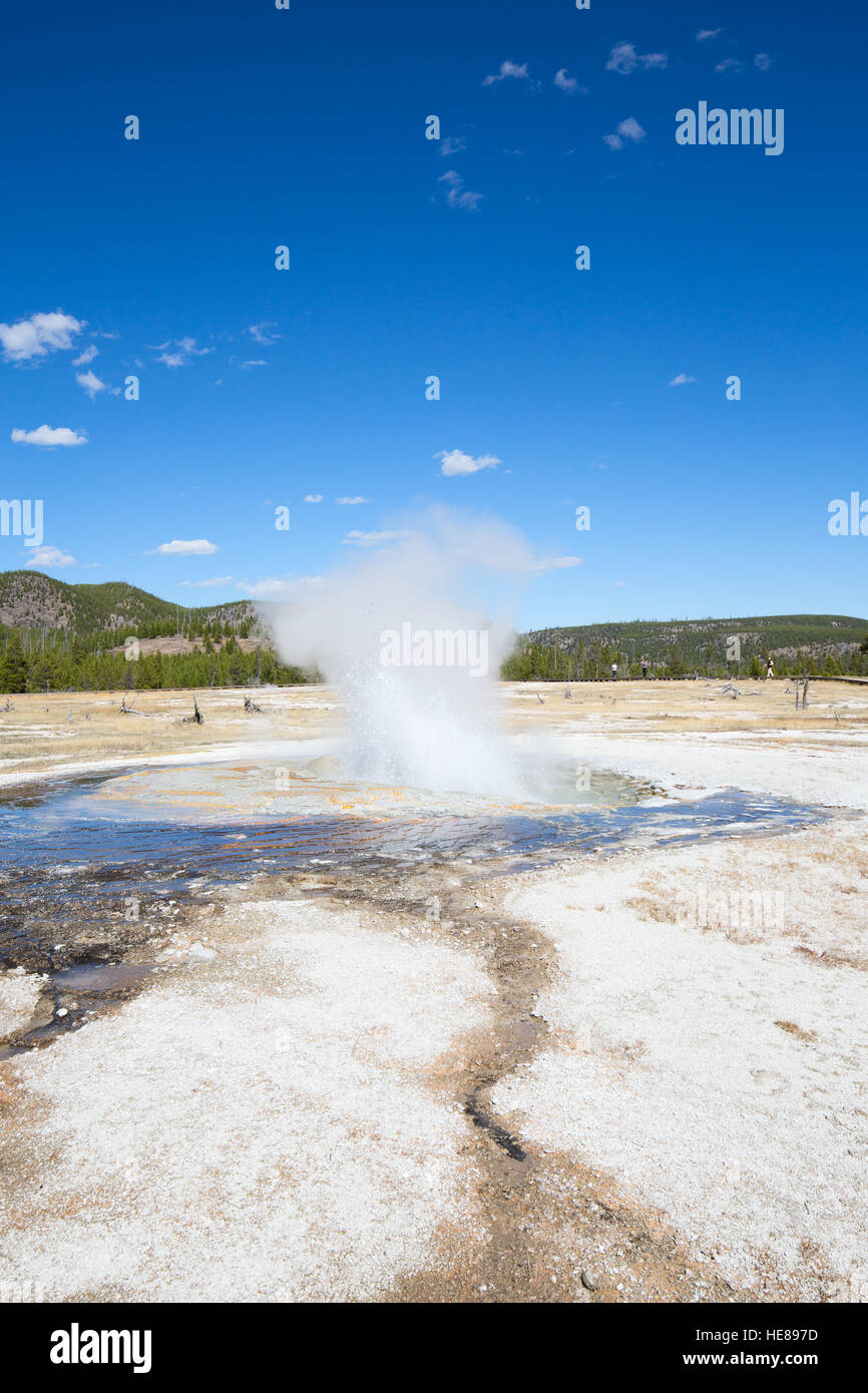 Geyser eruption in the Yellowstone national park, USA Stock Photo - Alamy