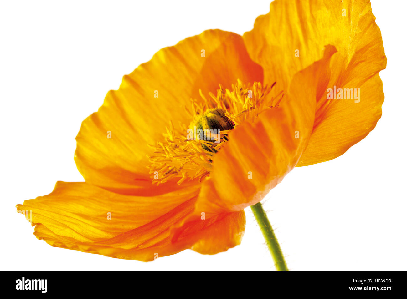 Iceland Poppy (Papaver nudicaule Stock Photo - Alamy