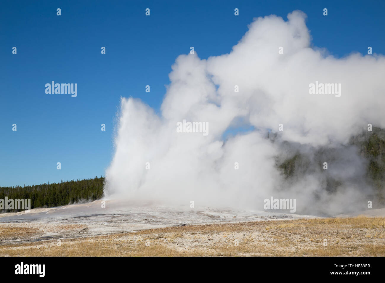 Old Faithful geyser eruption in the Yellowstone national park, USA ...