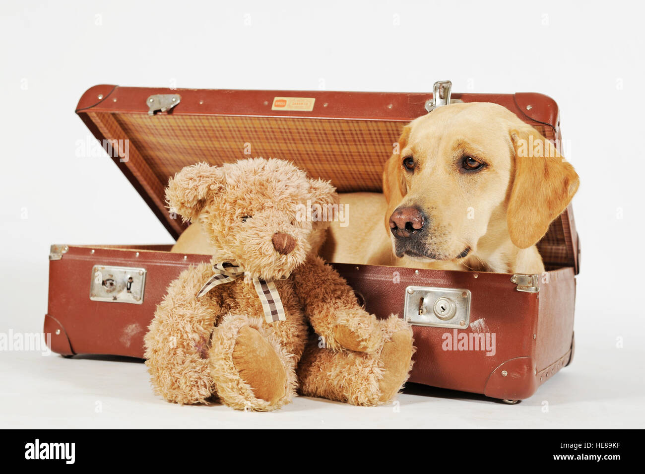 Labrador Retriever, yellow, dog in suitcase, teddy bear Stock Photo - Alamy