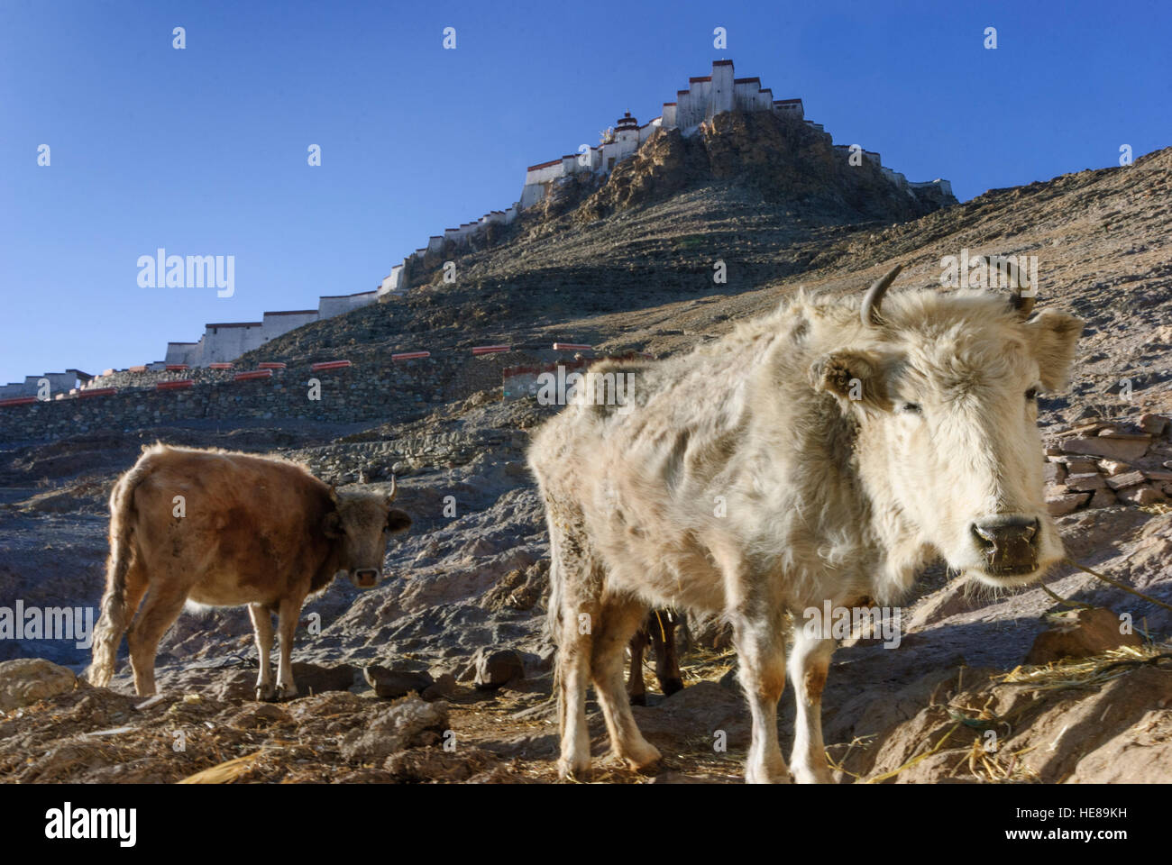 Tibet cows hi-res stock photography and images - Alamy