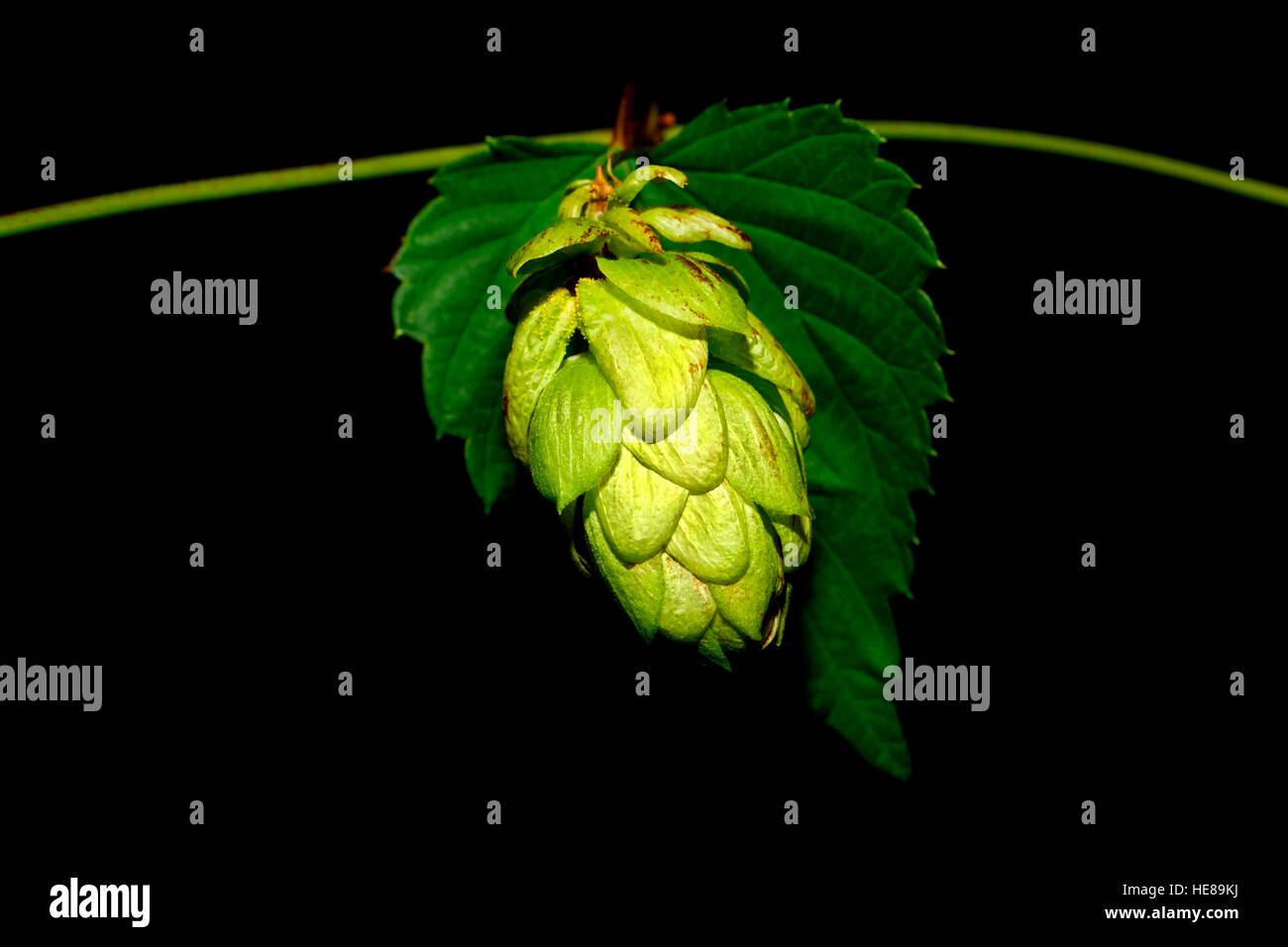 Hop up hi-res stock photography and images - Alamy