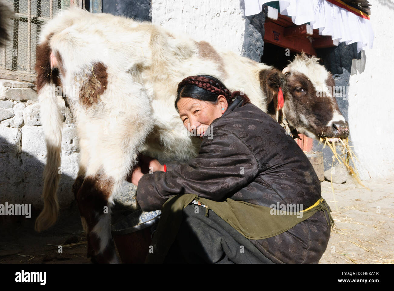 Tibetan cow hi-res stock photography and images - Alamy