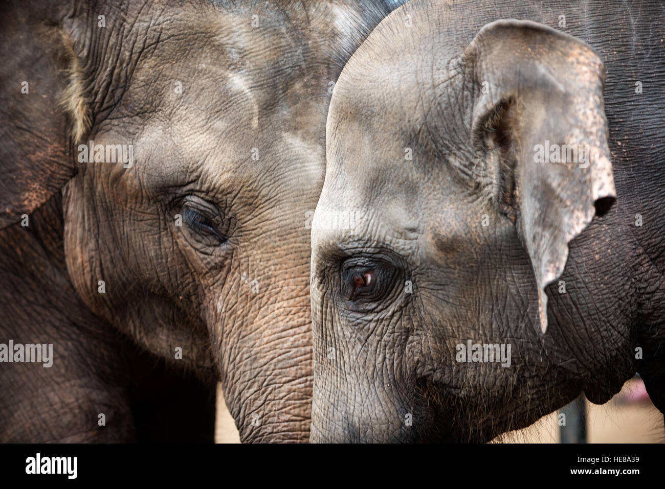Heads of Asian elephants Stock Photo - Alamy