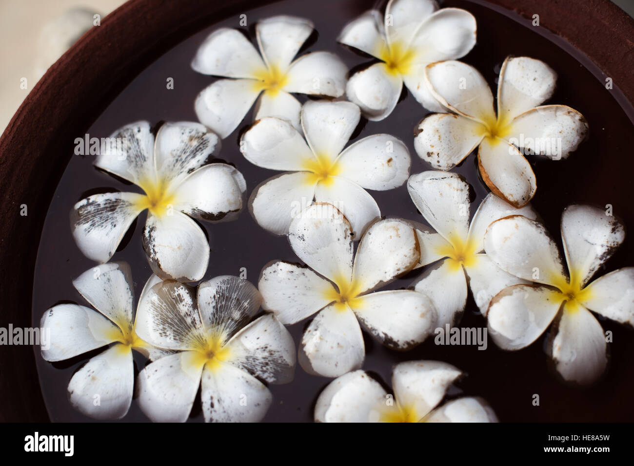 Araliya flower hi-res stock photography and images - Alamy