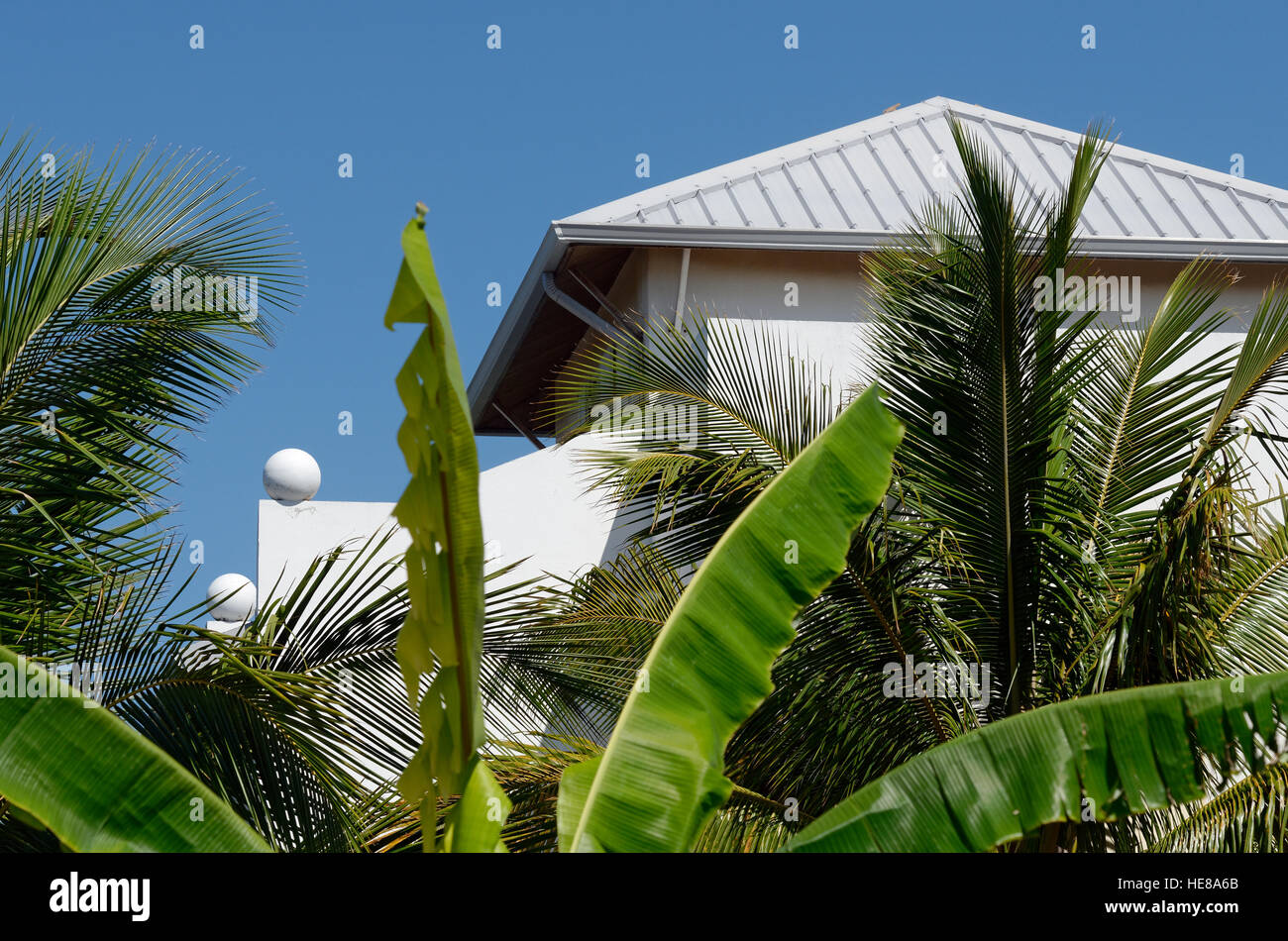 Coconut Tree Leaves Roof