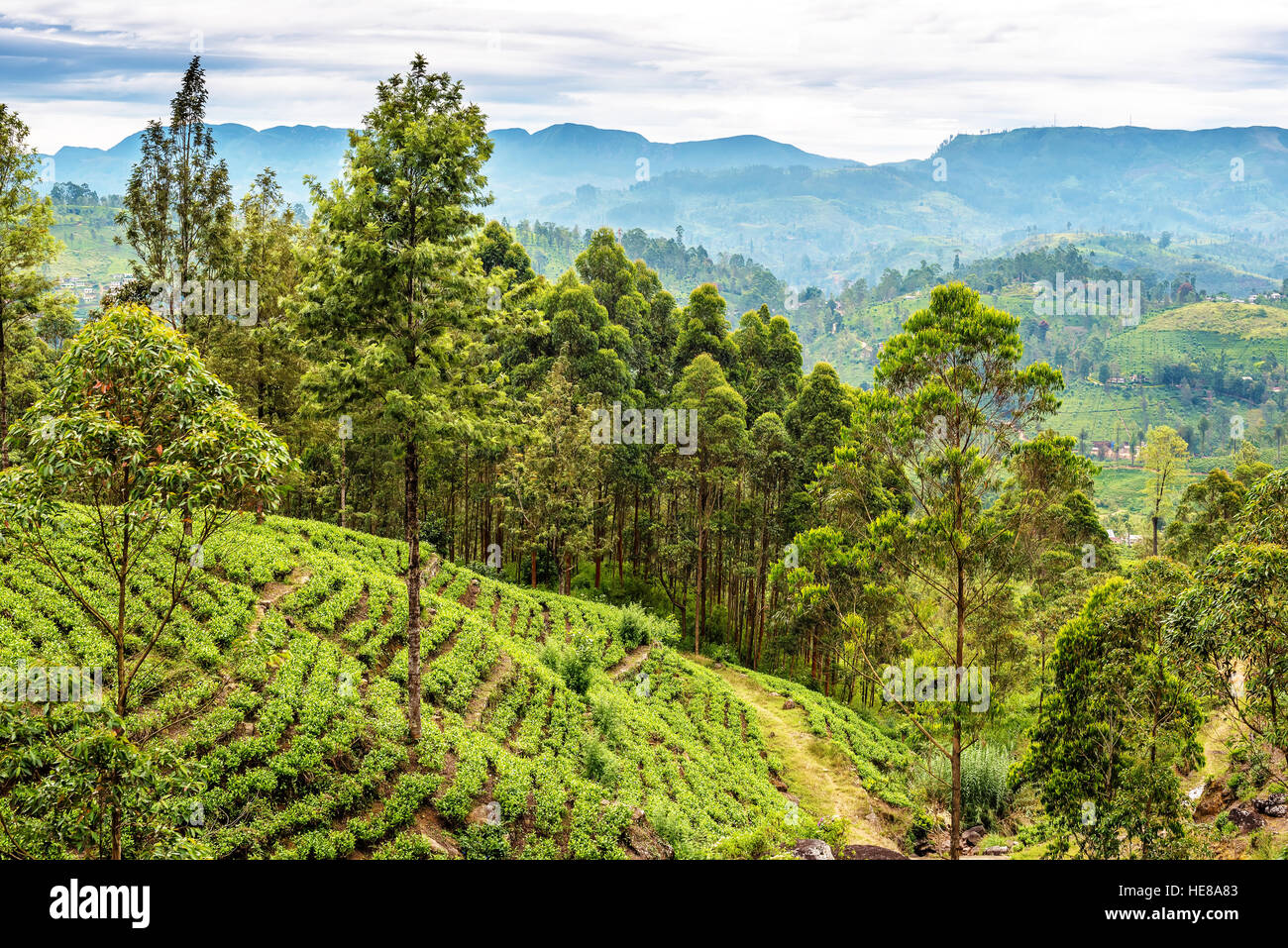Sri Lanka: tea fields Stock Photo - Alamy