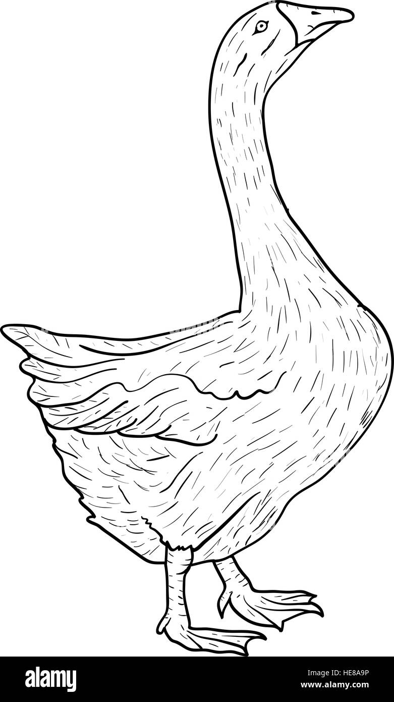 Sketch grey goose on a white background. Vector illustration Stock ...