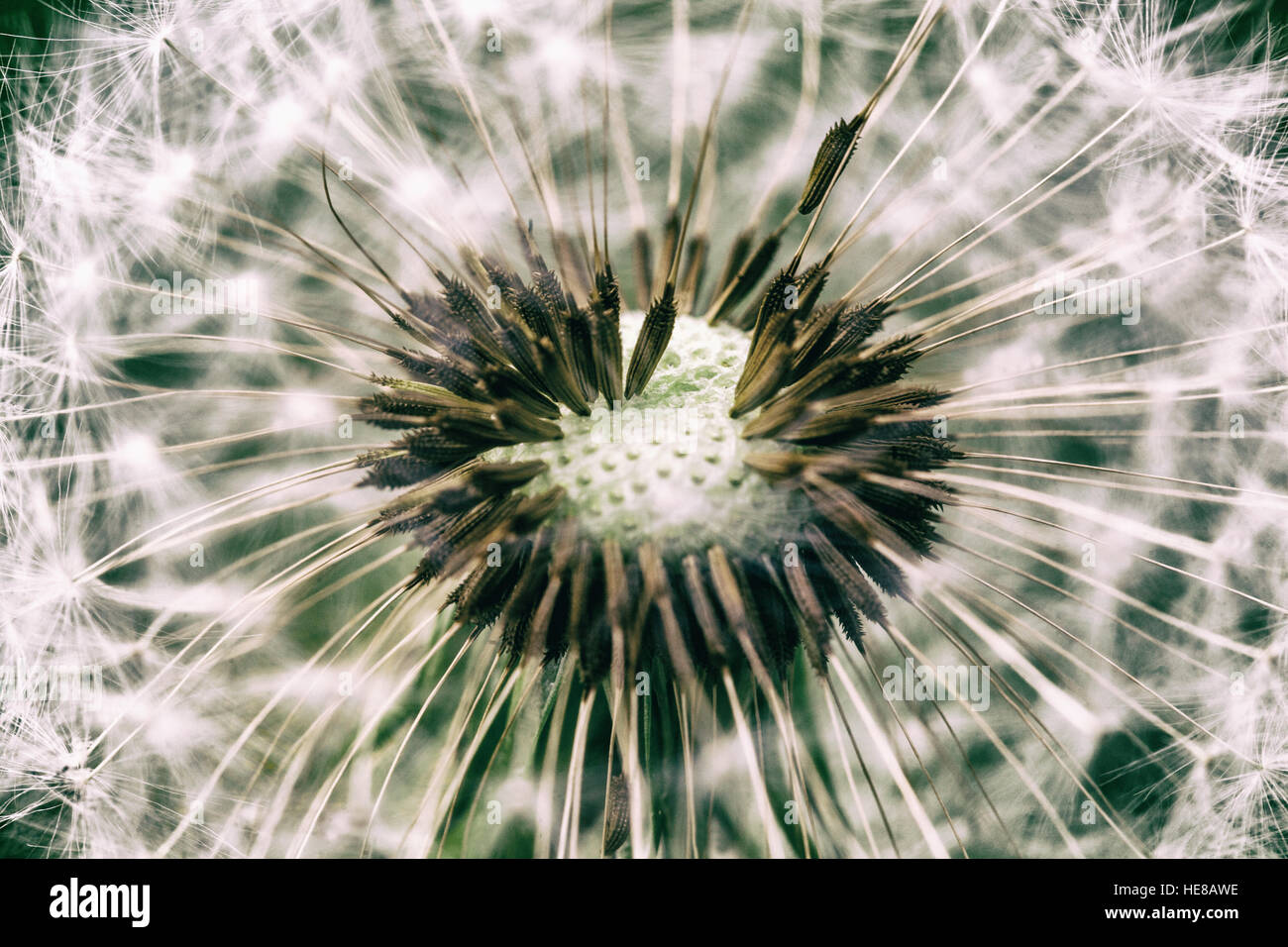 Dandelion head with seeds Stock Photo - Alamy