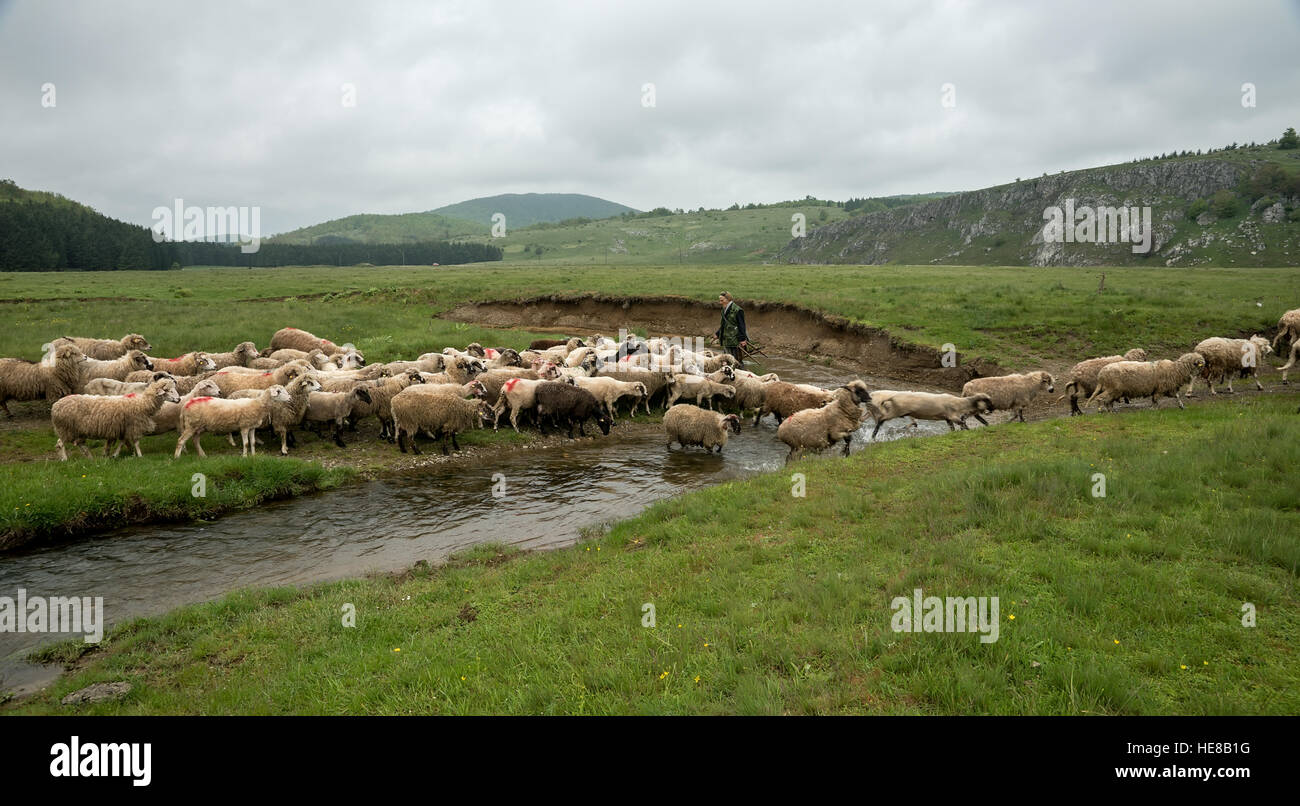 Brezovica, Serbia - May 12, 2016: Milking sheep in Brezovica on the ...