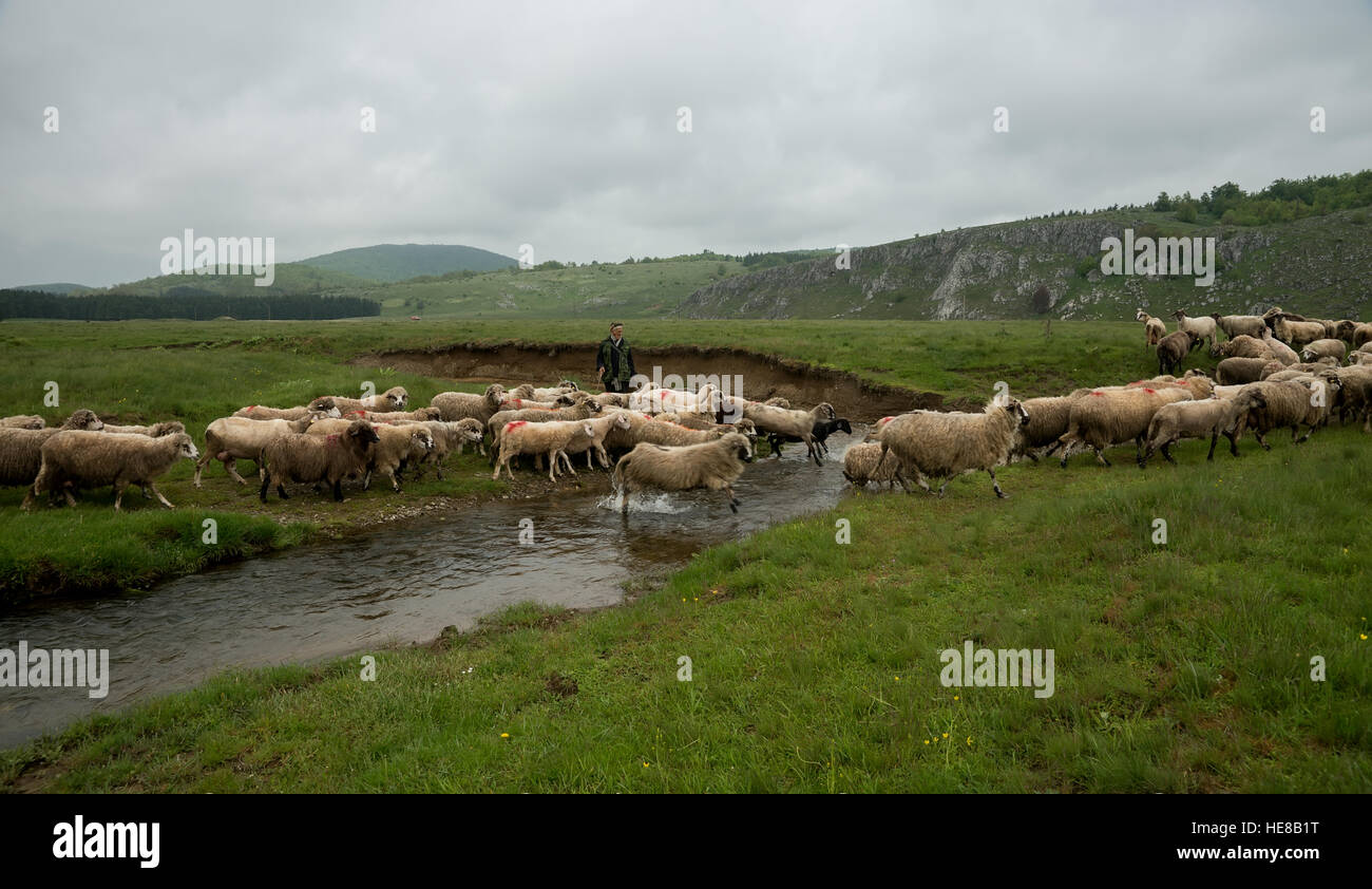 Brezovica, Serbia - May 12, 2016: Milking sheep in Brezovica on the ...