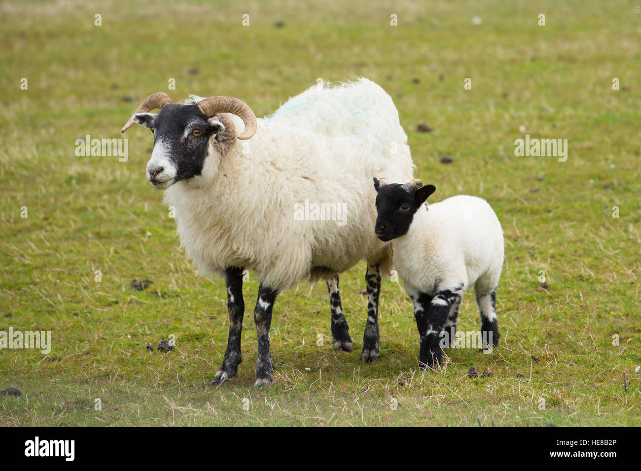 Scottish sheep hi-res stock photography and images - Alamy