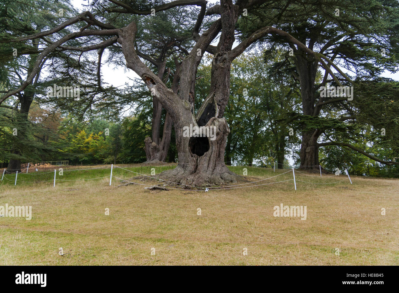 The famous cedar of Lebanon tree in the grounds of Blenheim palace ...