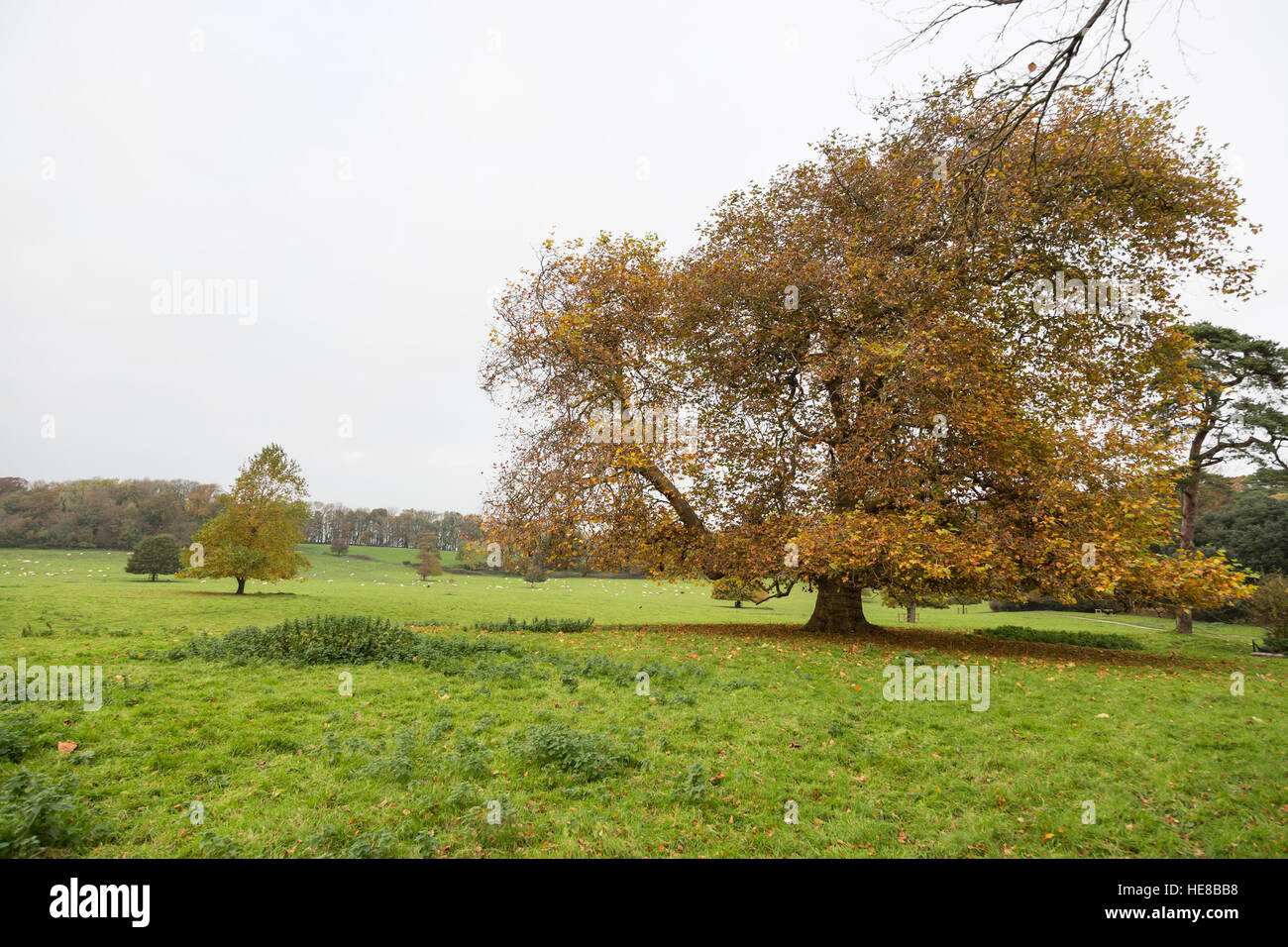 Sycamore tree in autumn hi-res stock photography and images - Alamy