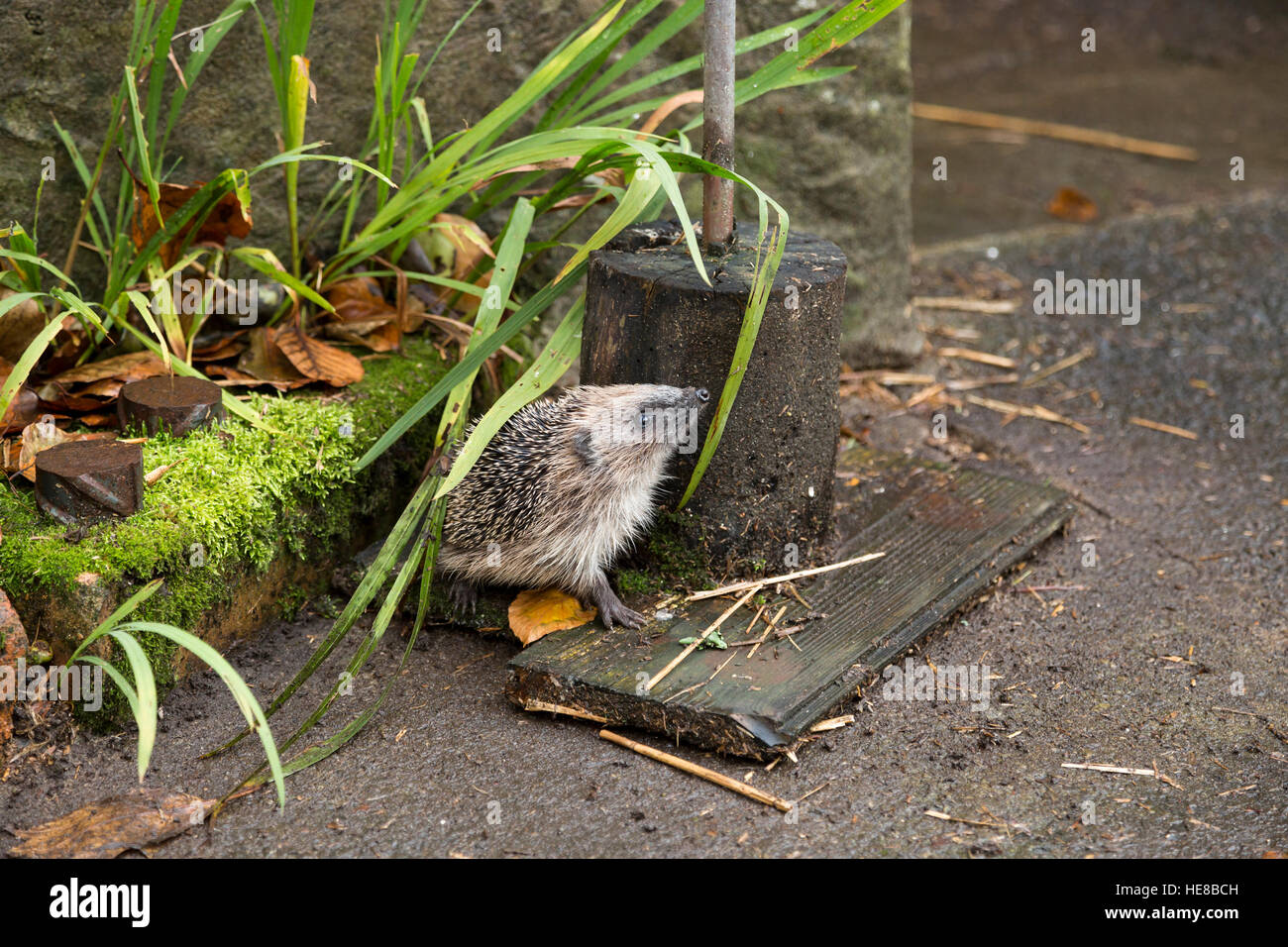 young juvenile hedgehog sniffing Stock Photo - Alamy