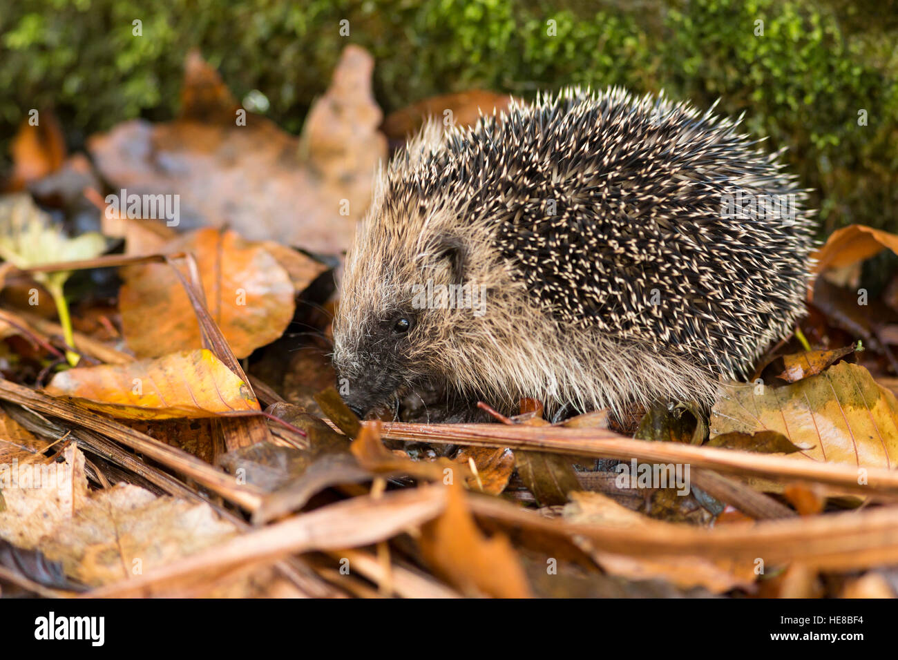 Hedge leaf litter hi-res stock photography and images - Alamy