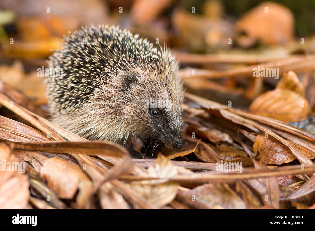 Hedge leaf litter hi-res stock photography and images - Alamy