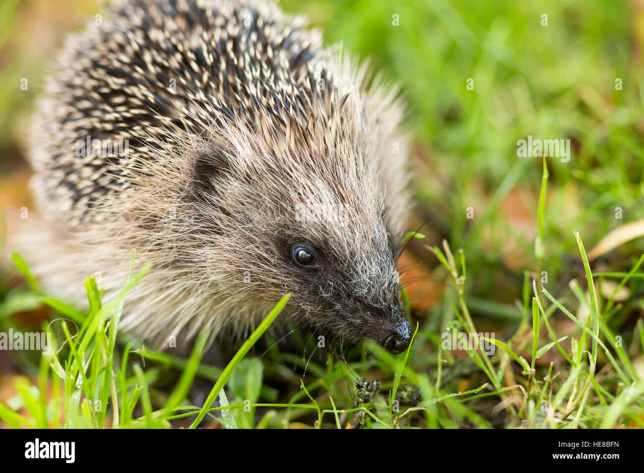 juvenile hedgehog sniffing in grass Stock Photo - Alamy