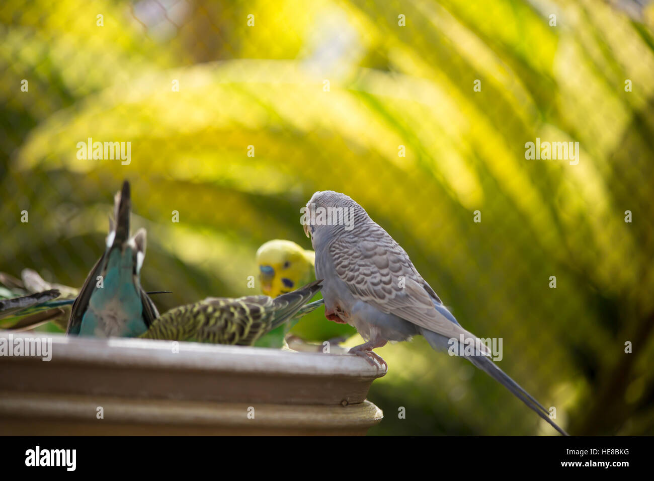 Flock of budgies at a feeder Stock Photo - Alamy
