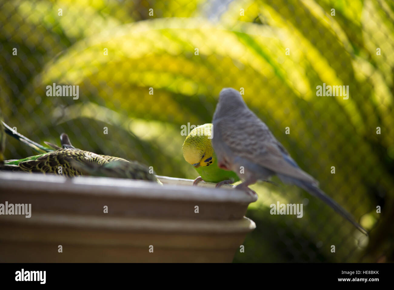 Flock of budgies at a feeder Stock Photo - Alamy
