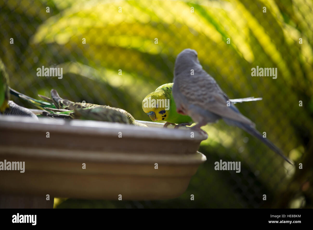 Flock of budgies at a feeder Stock Photo - Alamy