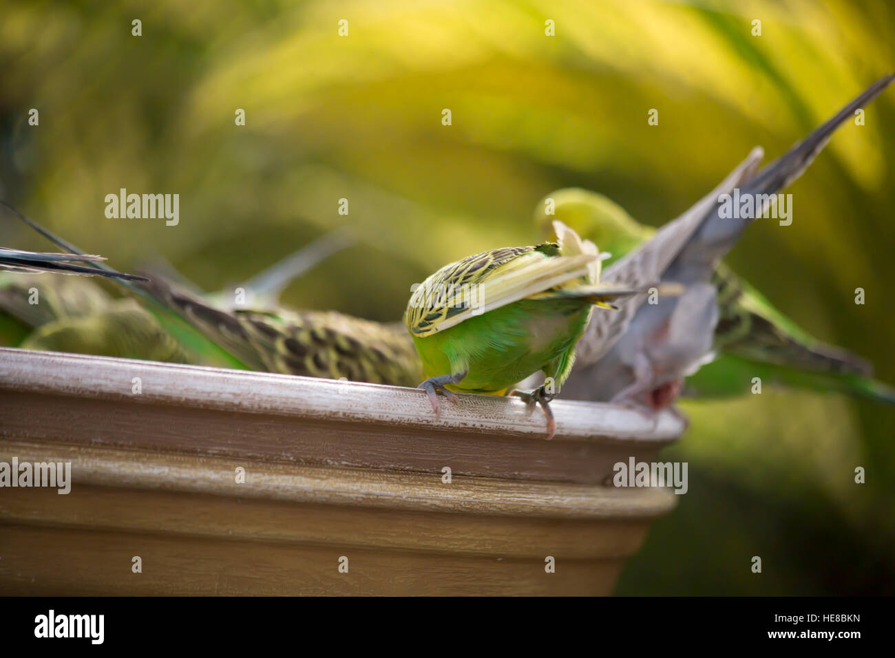 Flock of budgies at a feeder Stock Photo - Alamy
