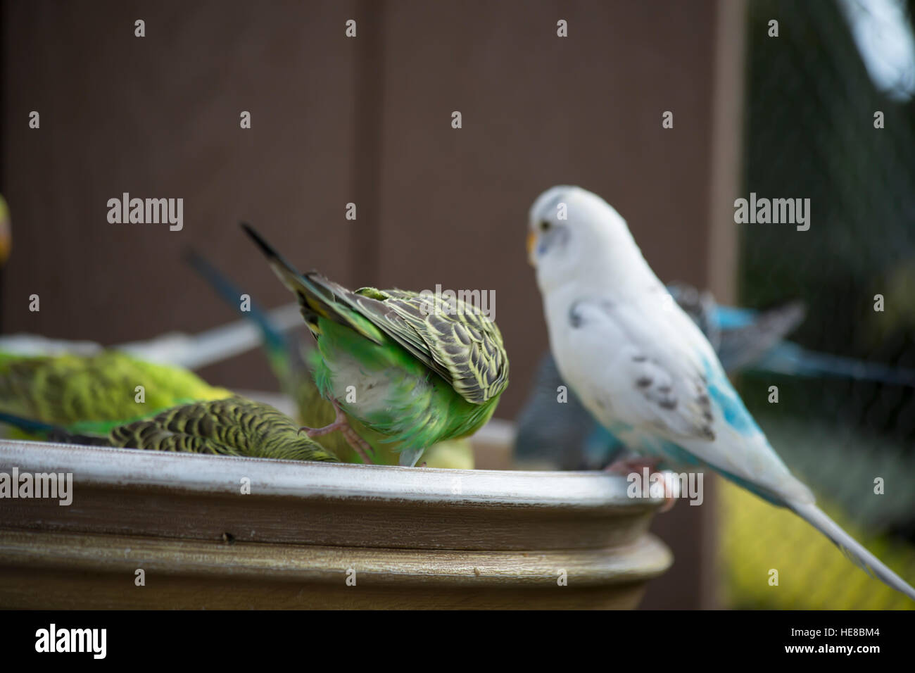 Budgie feeding among a flock Stock Photo - Alamy